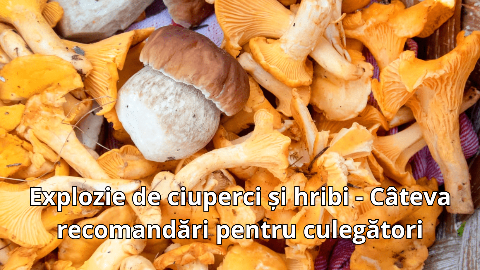 Explozie de ciuperci și hribi - Câteva recomandări pentru culegători ...